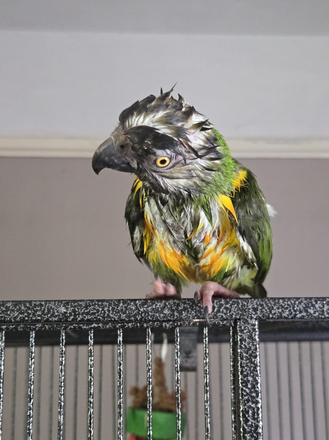 Problem Parrots: UK Parrot Rescue & Rehoming Charity