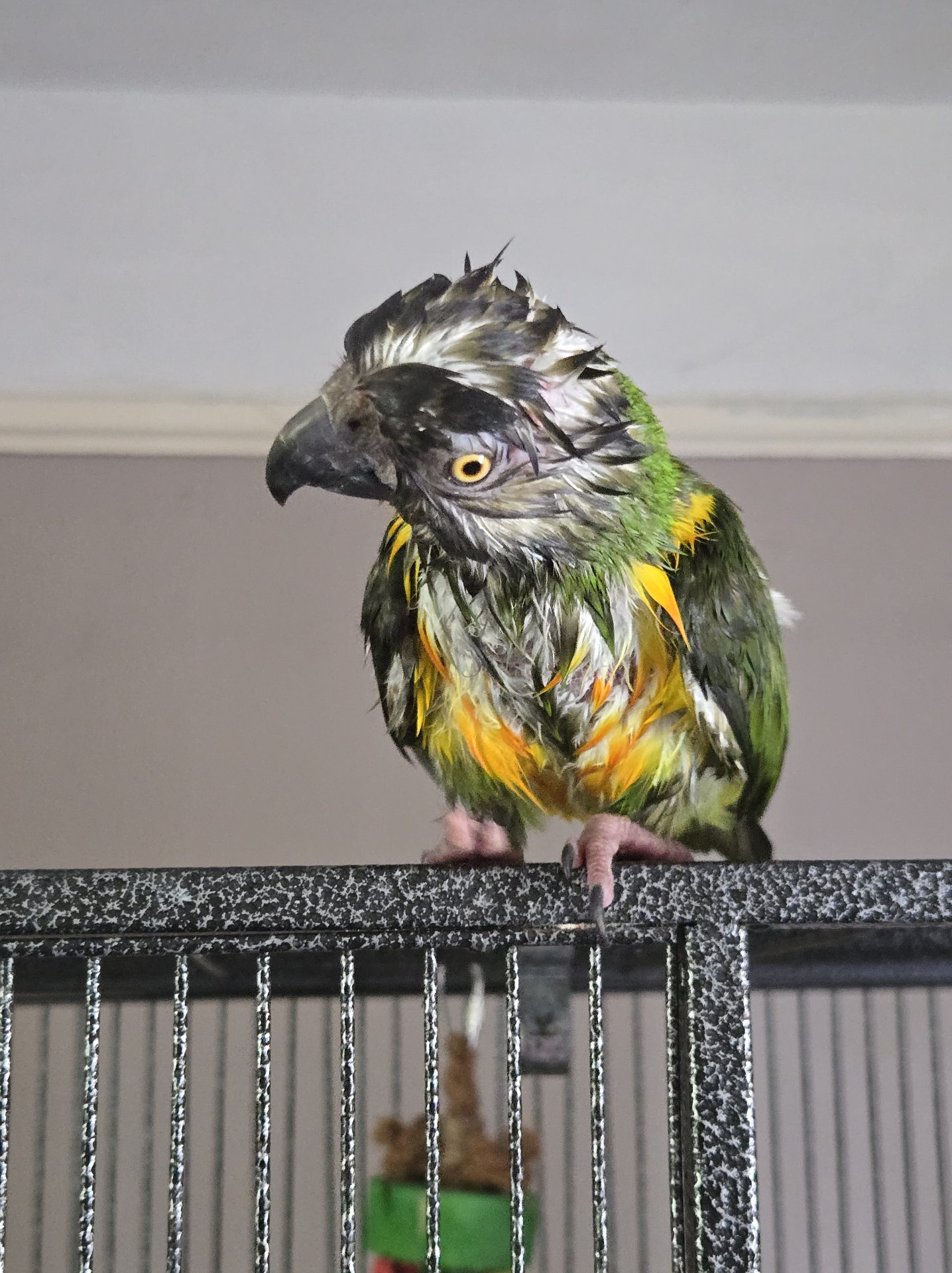 Comprehensive Guide to Parrot Species and Care