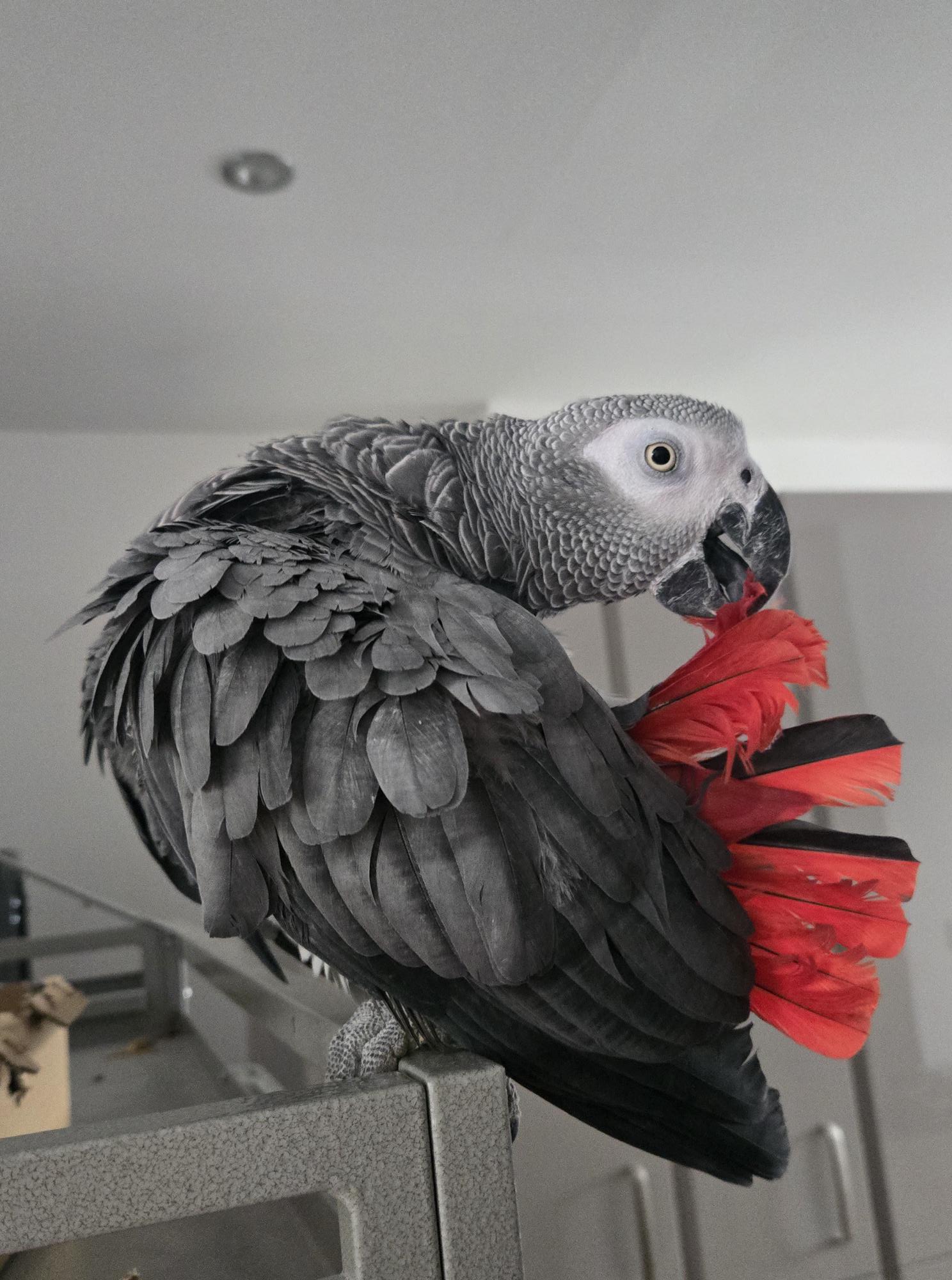 Problem Parrots: UK Parrot Rescue & Rehoming Charity
