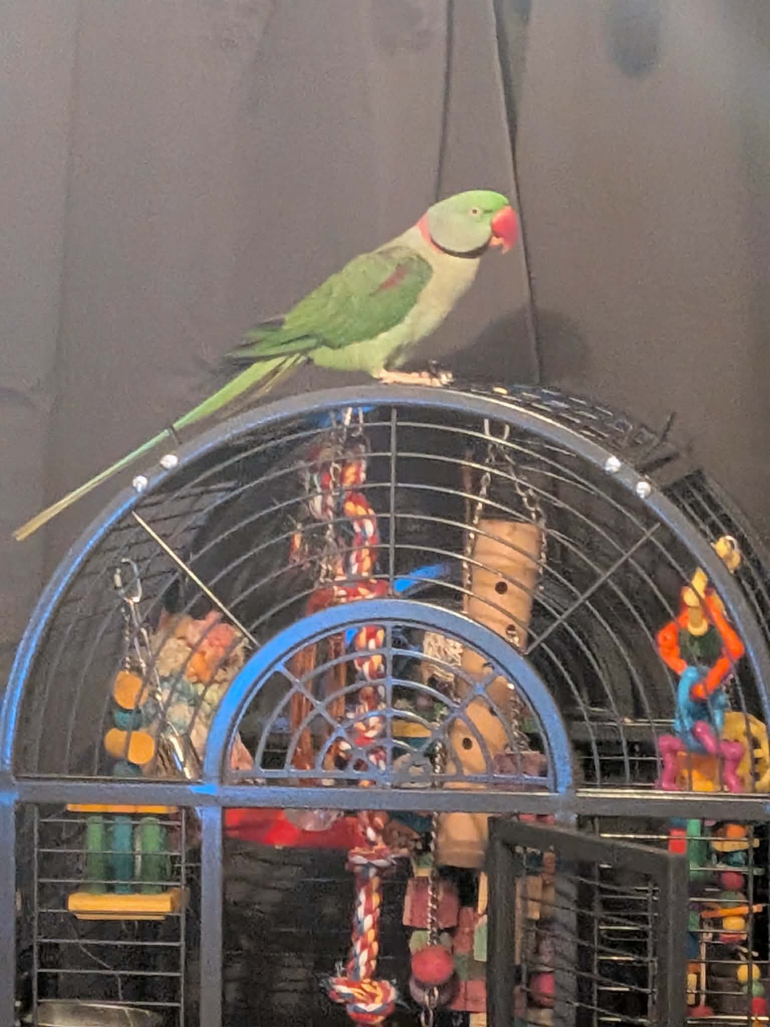 Adopt Harold: Stunning Alexandrine Parrot in Bristol