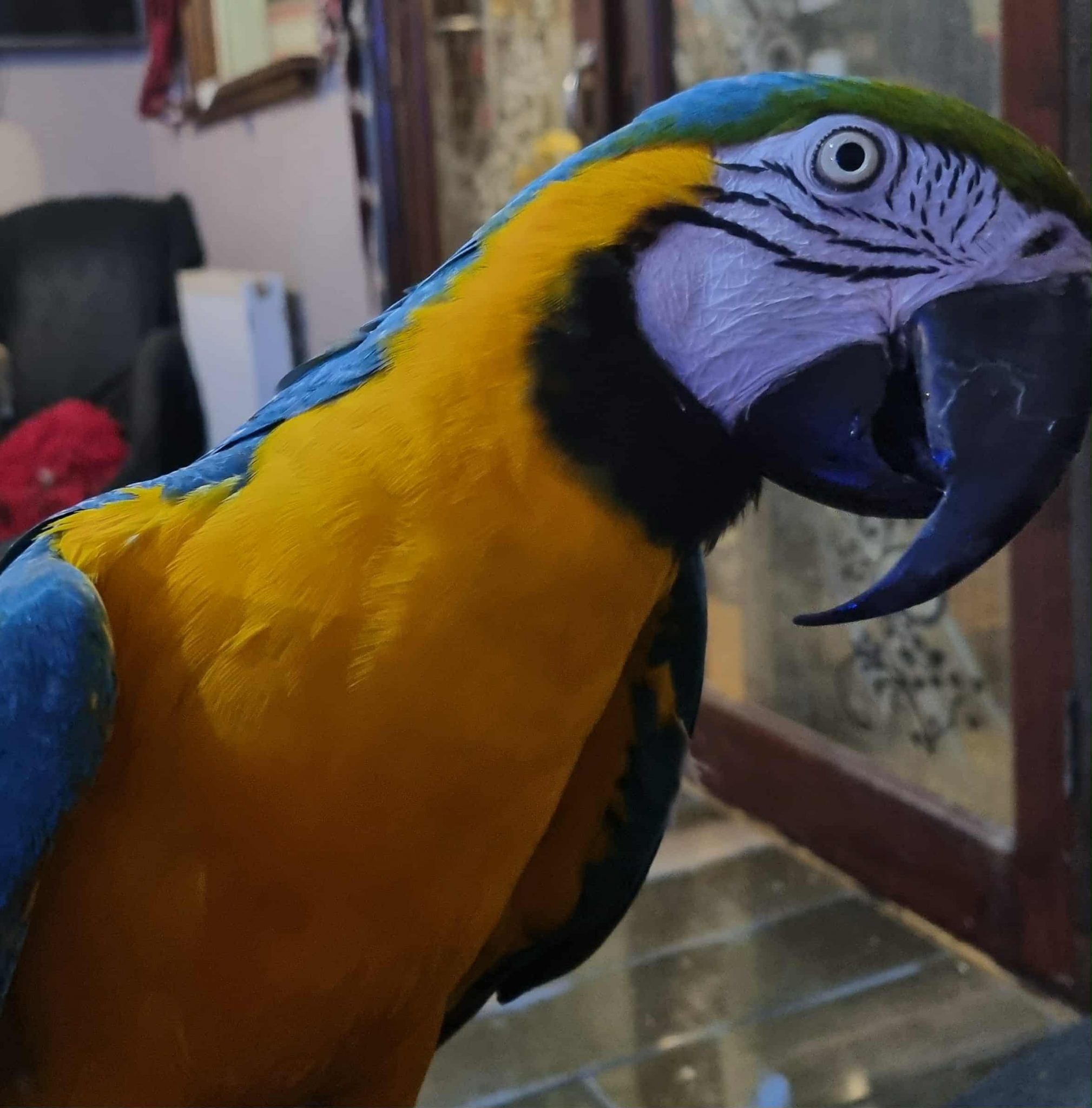 Problem Parrots: UK Parrot Rescue & Rehoming Charity