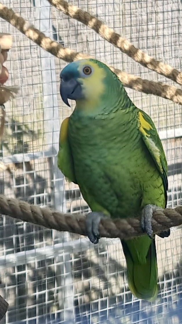Vibrant Macaws: Colourful Parrots of the Rainforest