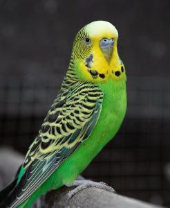 All About Budgies: Care, Traits, and Lifespan