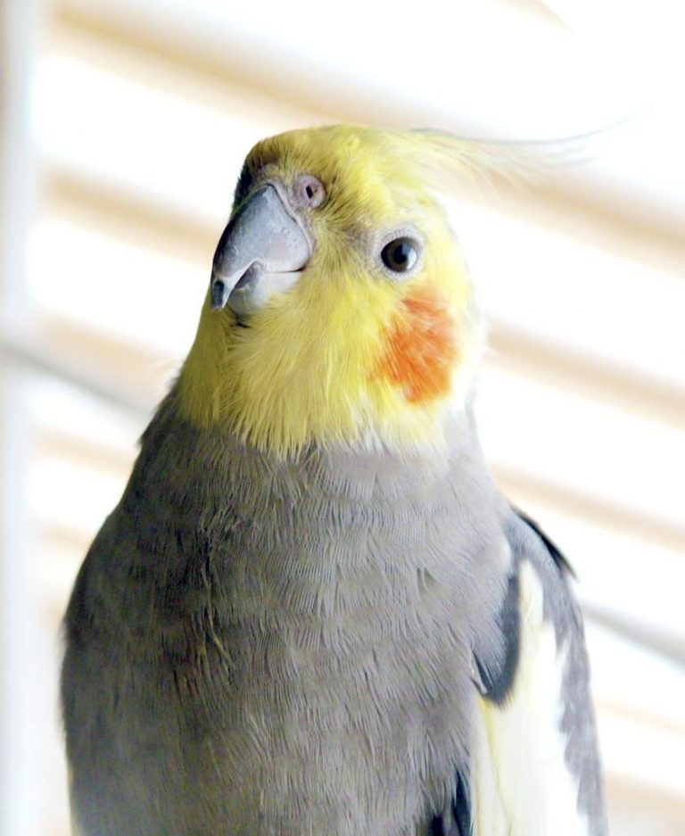 Problem Parrots: UK Parrot Rescue & Rehoming Charity