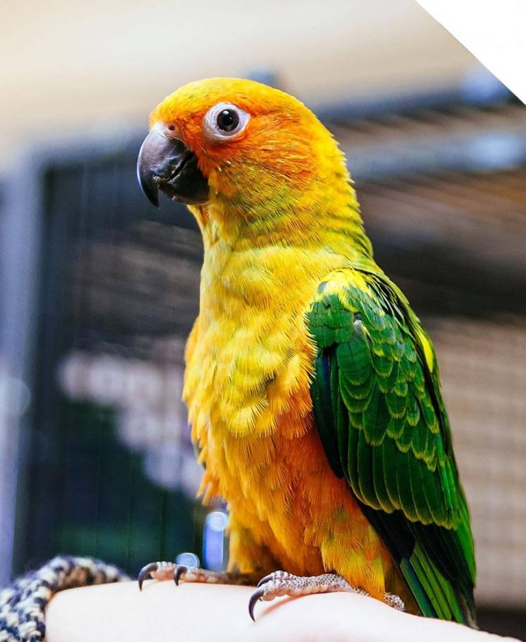 Expert Guidance for Parrot Behaviour Challenges