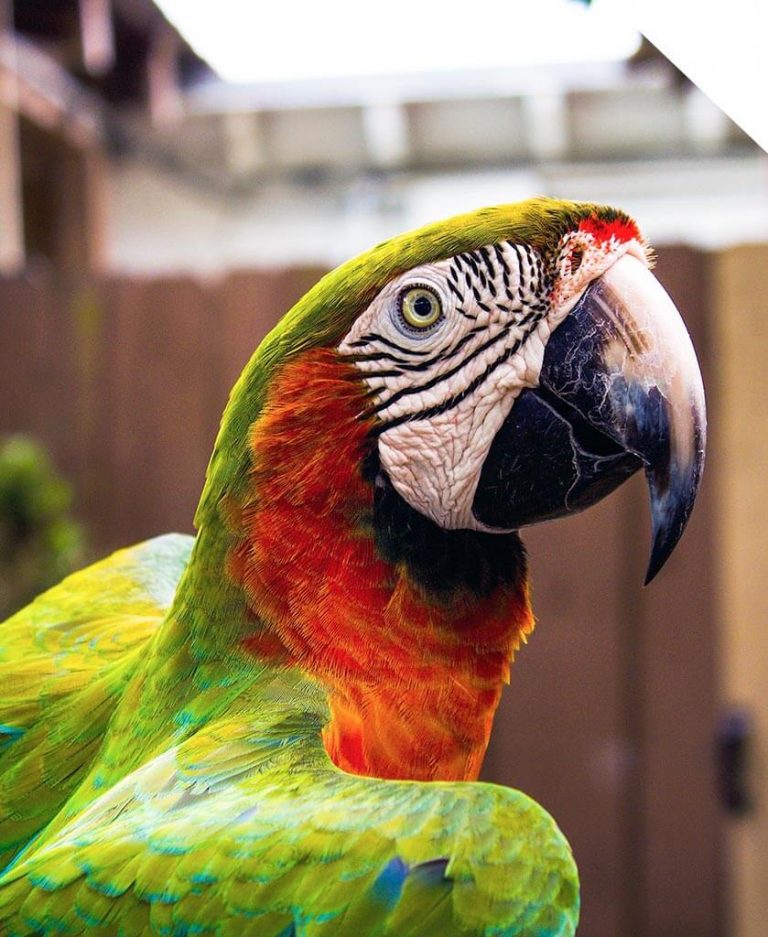 Expert Guidance for Parrot Behaviour Challenges