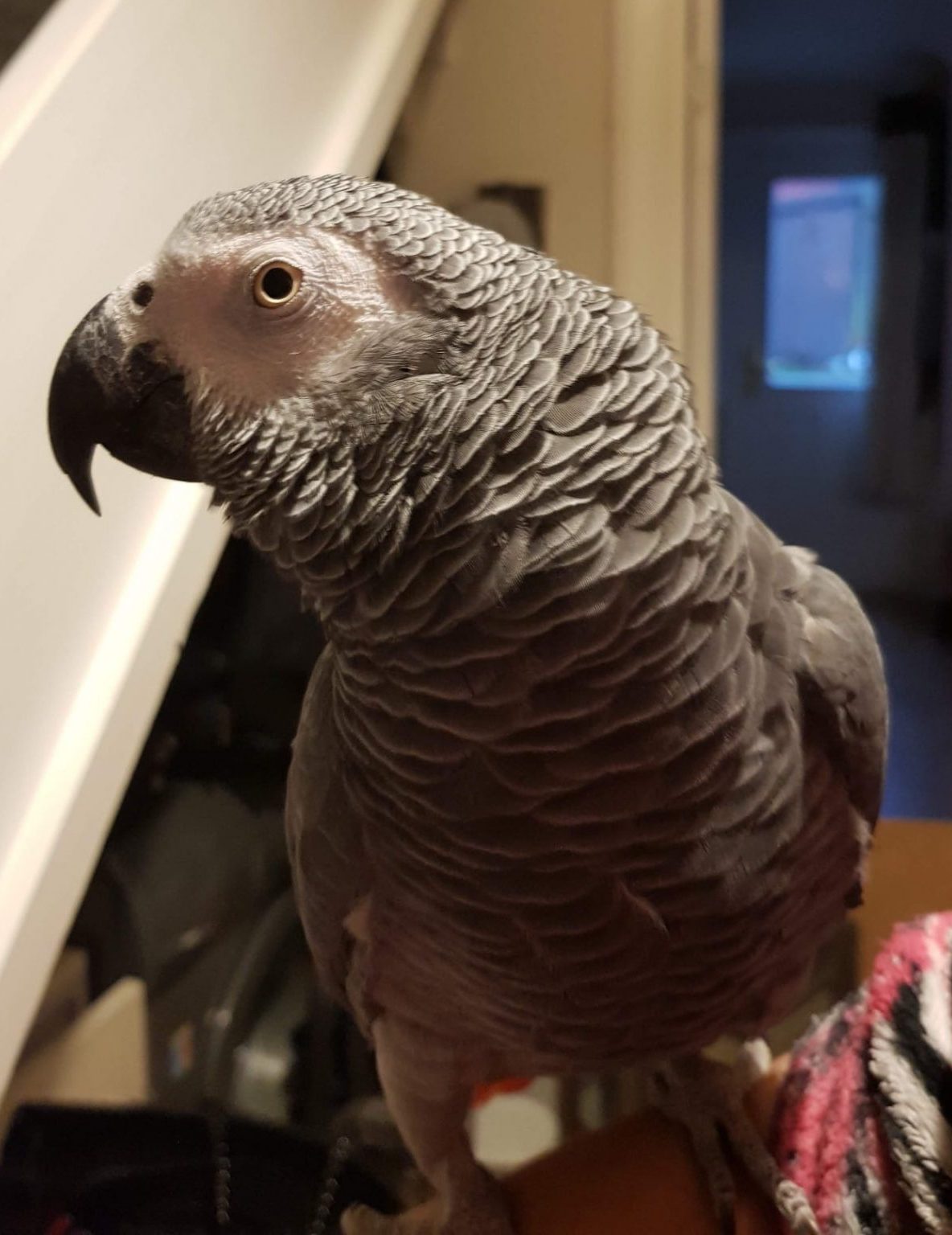 Problem Parrots: UK Parrot Rescue & Rehoming Charity