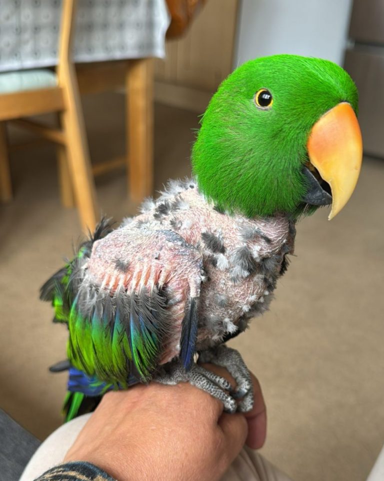 Problem Parrots: UK Parrot Rescue & Rehoming Charity