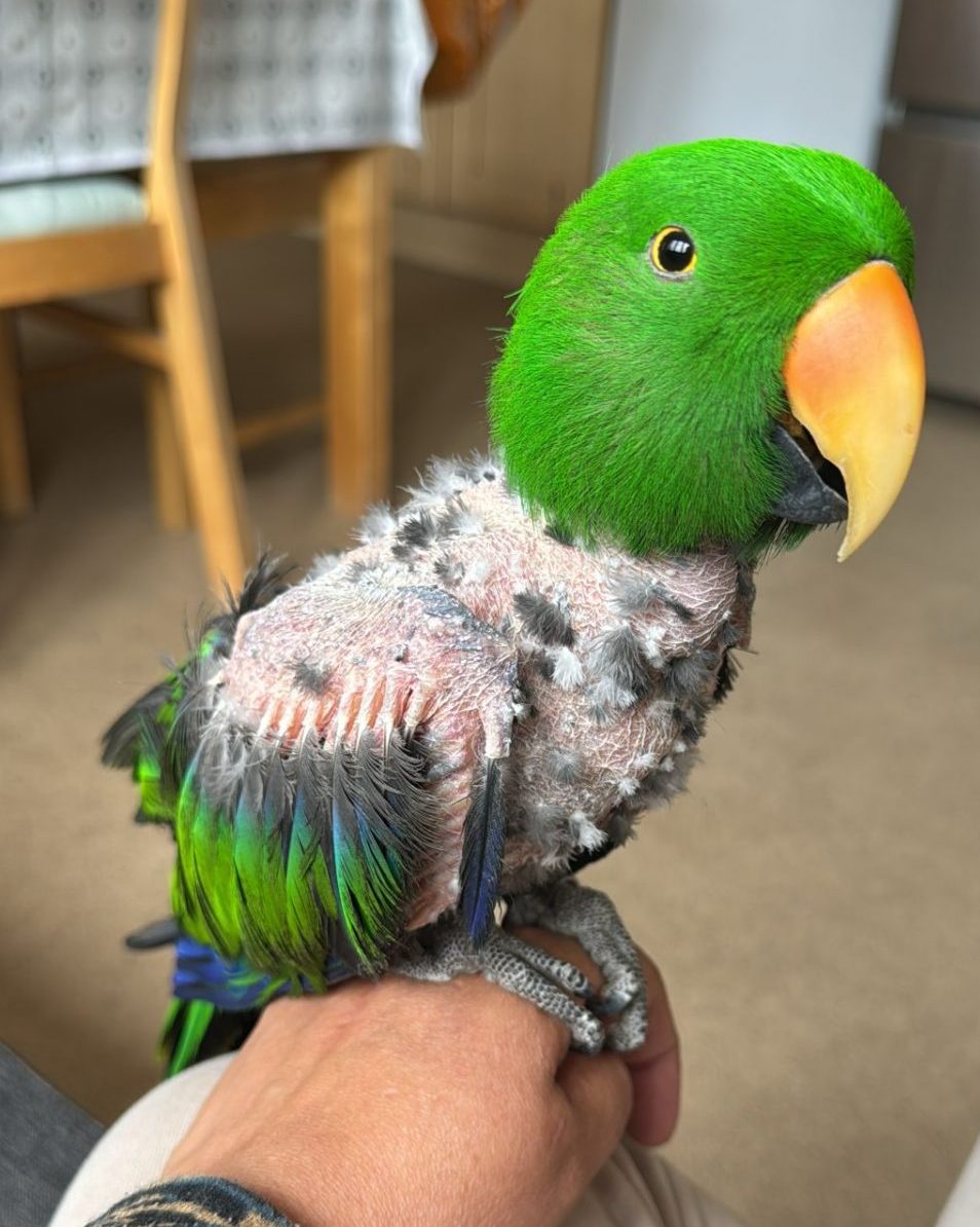 All About Conures: Colourful and Playful Companions