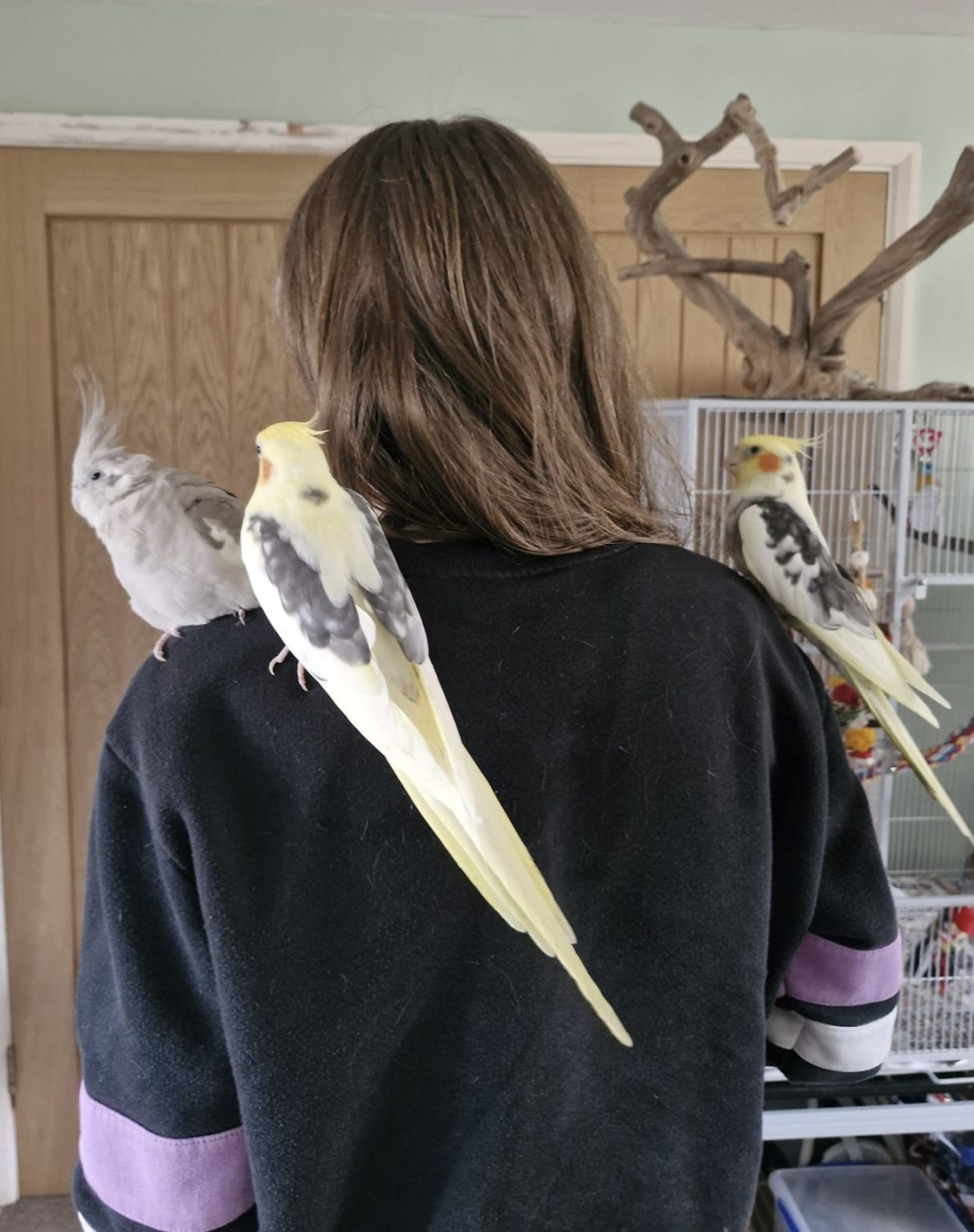 Comprehensive Guide to Parrot Species and Care