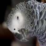 Comprehensive Guide to Parrot Species and Care
