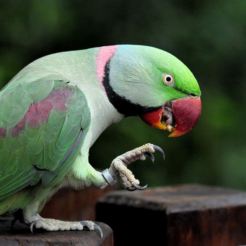 All About Amazon Parrots: Care & Companionship