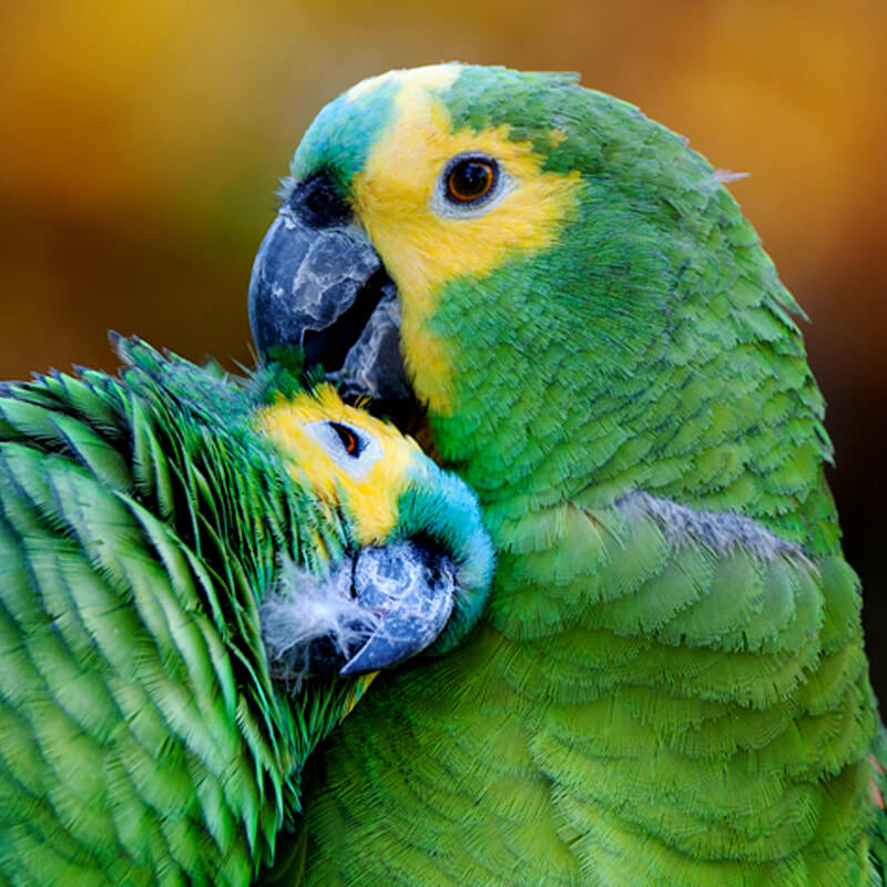 Vibrant Macaws: Colourful Parrots of the Rainforest