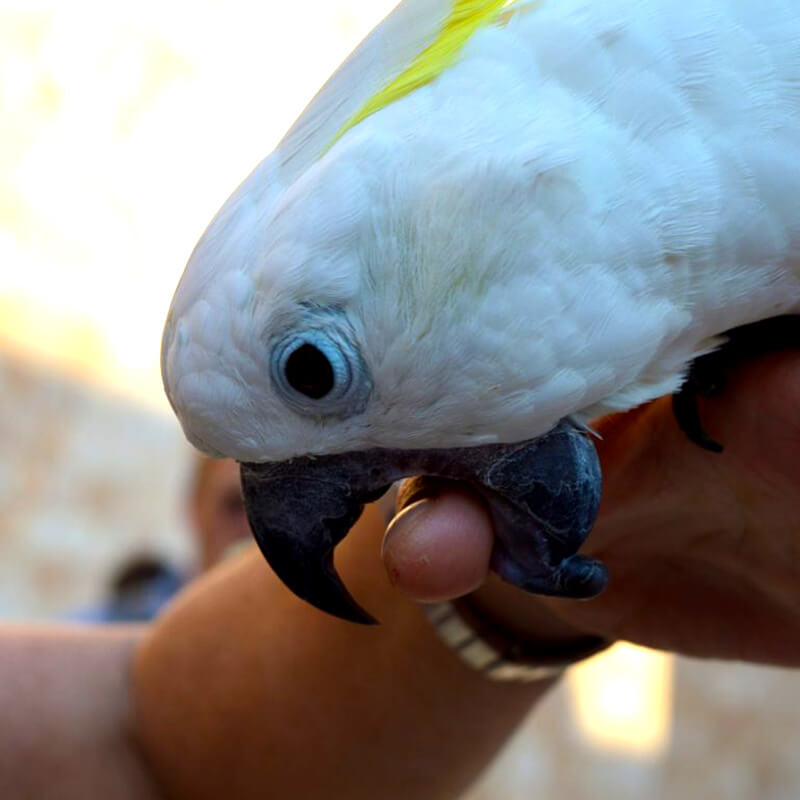 Understanding Parrot Biting: Causes & Solutions