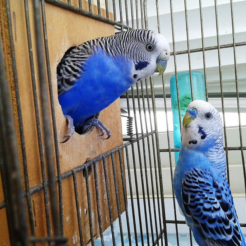 Essential Guide to Choosing the Right Parrot Cage