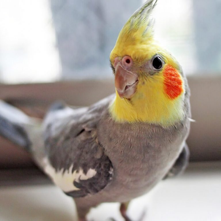 Cockatiels: Charming Companions for Your Home