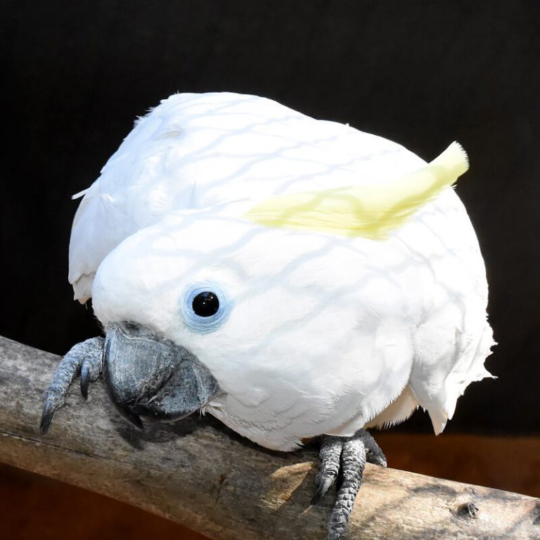 Comprehensive Guide to Parrot Species and Care
