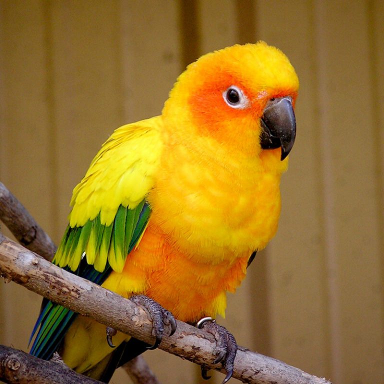 Comprehensive Guide to Parrot Species and Care