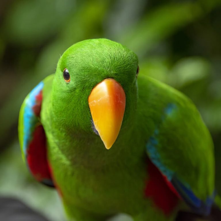 Comprehensive Guide to Parrot Species and Care