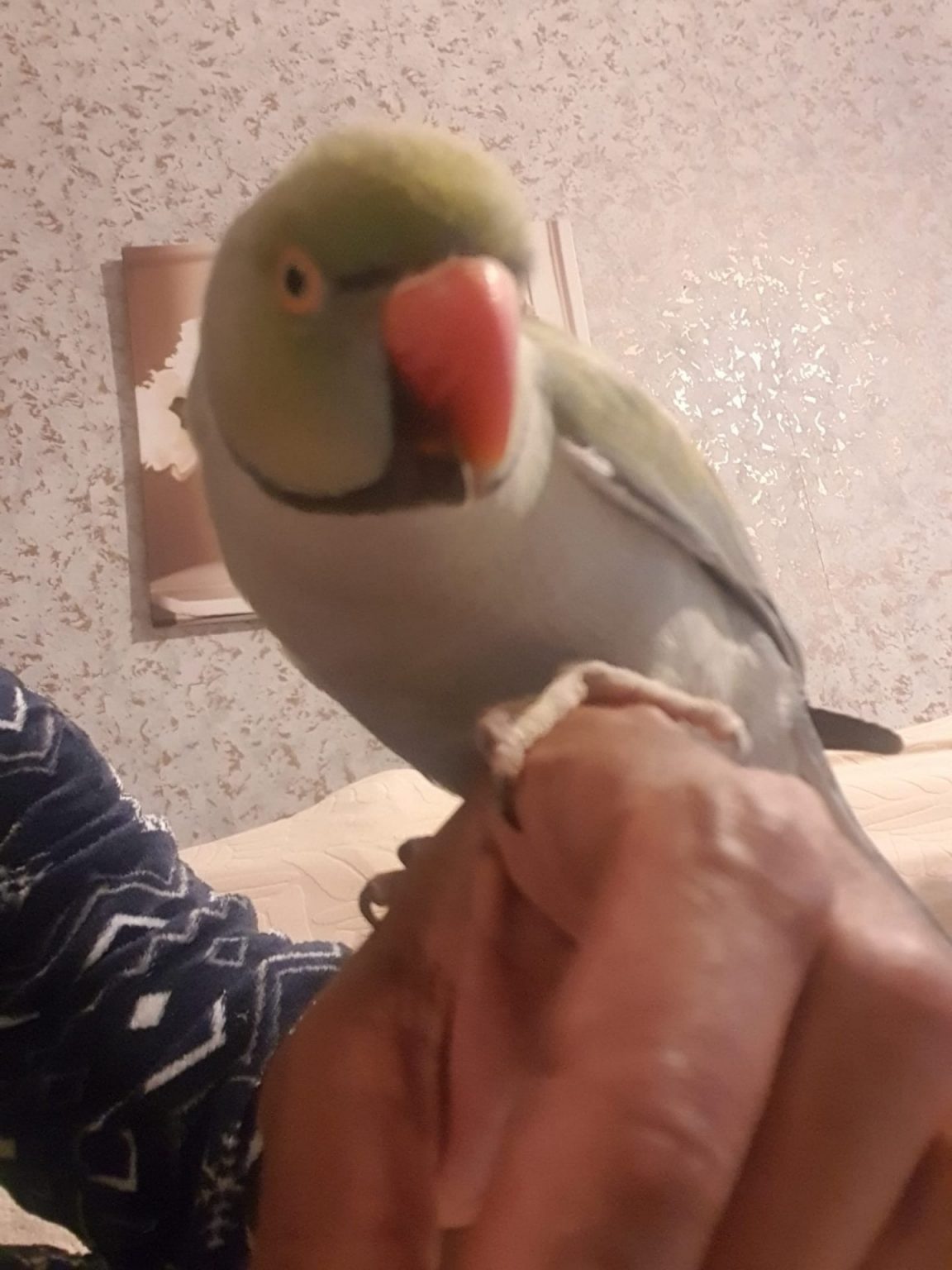 Problem Parrots: UK Parrot Rescue & Rehoming Charity