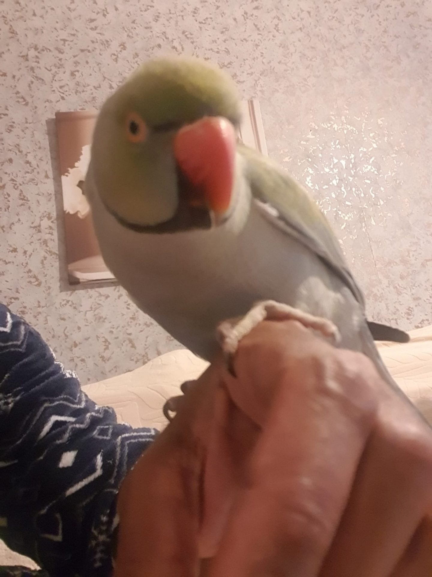 Problem Parrots: UK Parrot Rescue & Rehoming Charity