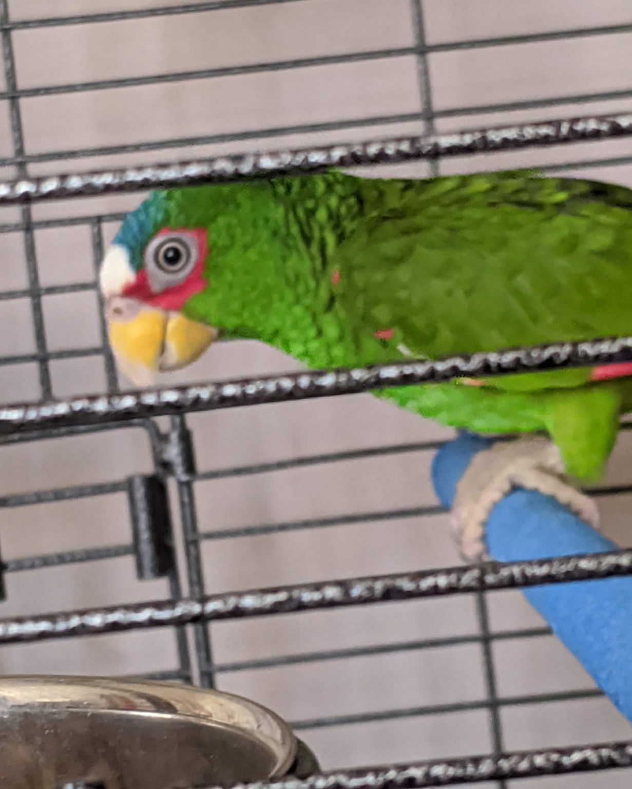 Problem Parrots: UK Parrot Rescue & Rehoming Charity