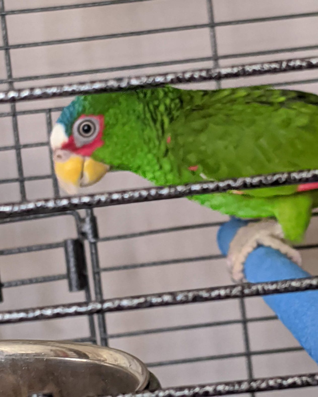 All About Amazon Parrots: Care & Companionship