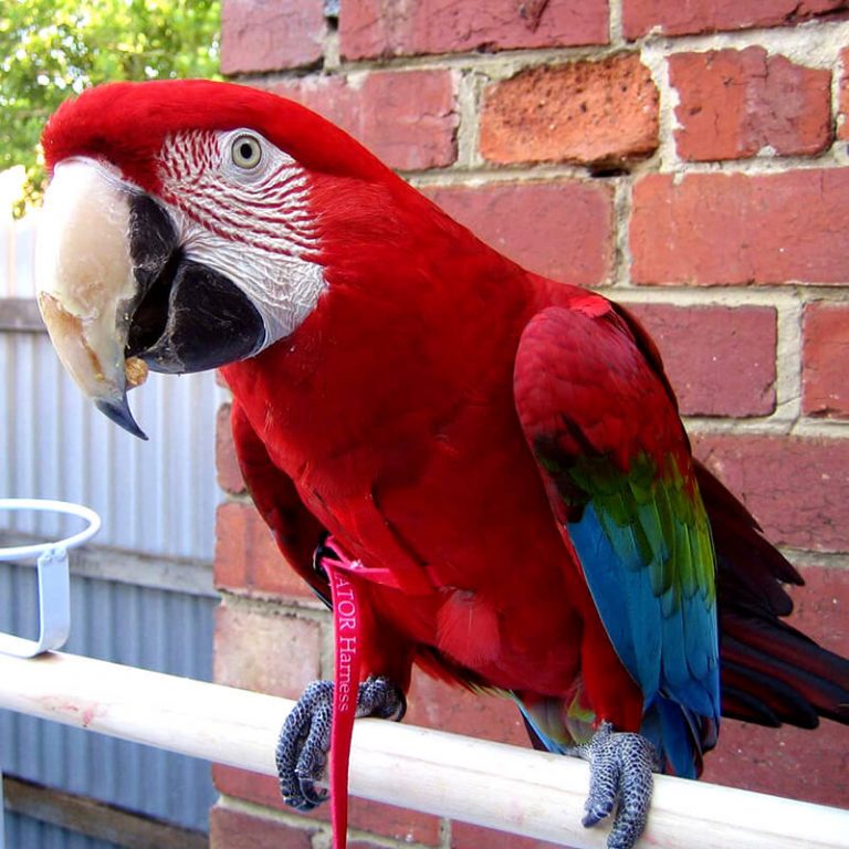 Harness – ProblemParrots