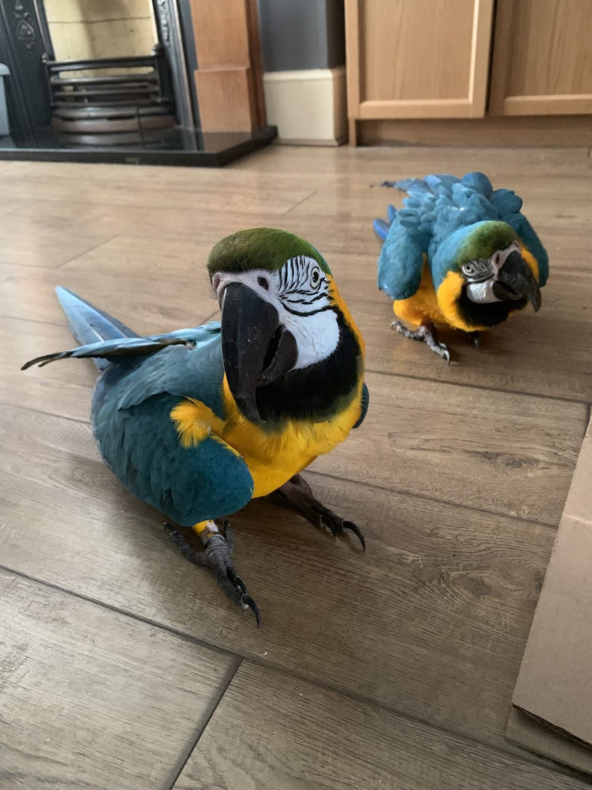 Problem Parrots: UK Parrot Rescue & Rehoming Charity