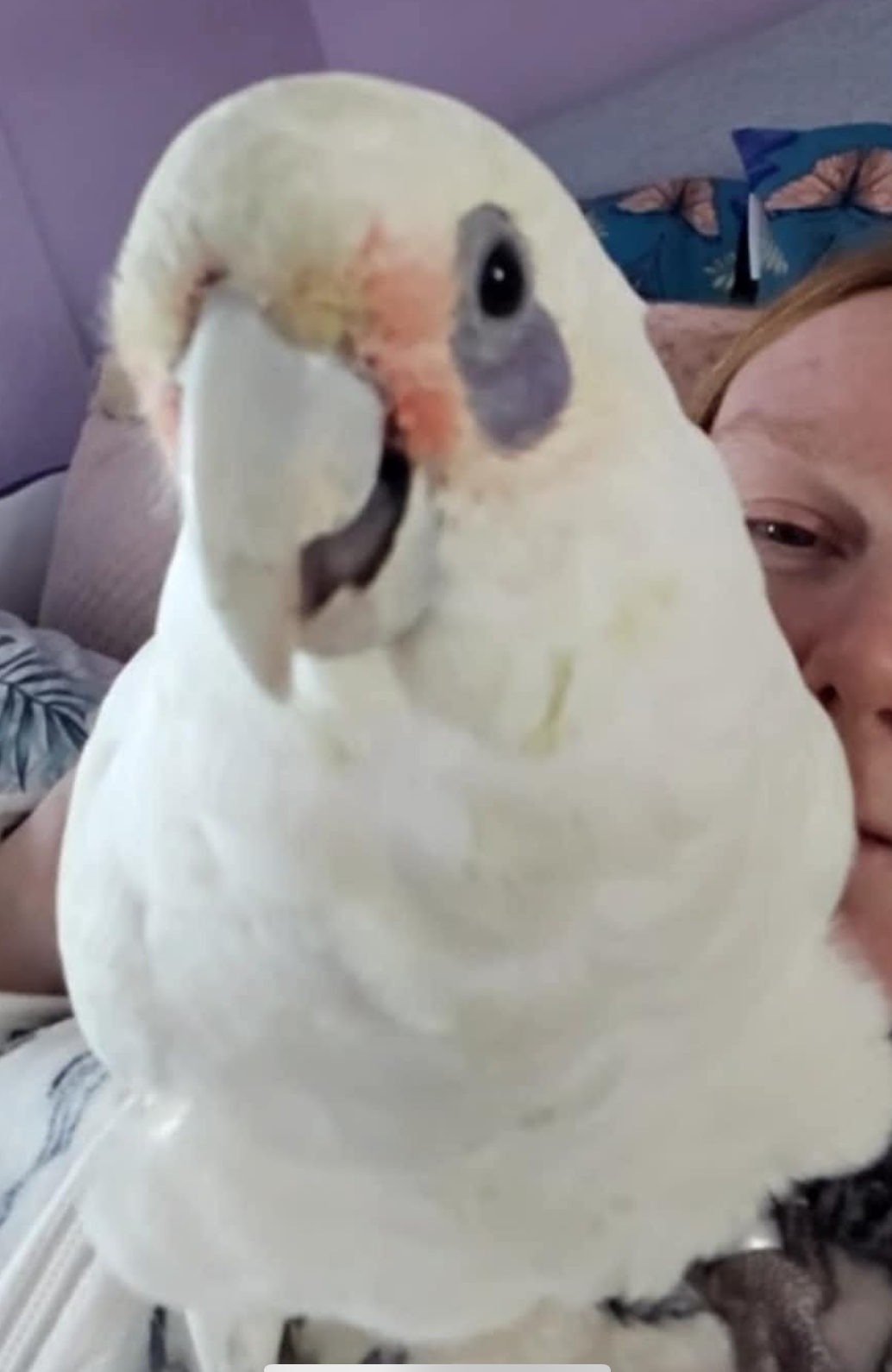 Problem Parrots: UK Parrot Rescue & Rehoming Charity