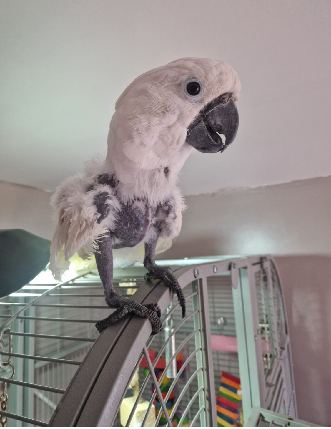 Problem Parrots: UK Parrot Rescue & Rehoming Charity
