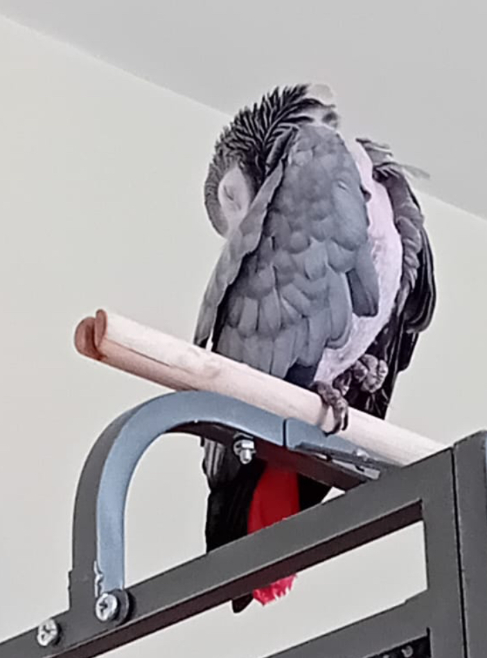 Problem Parrots: UK Parrot Rescue & Rehoming Charity