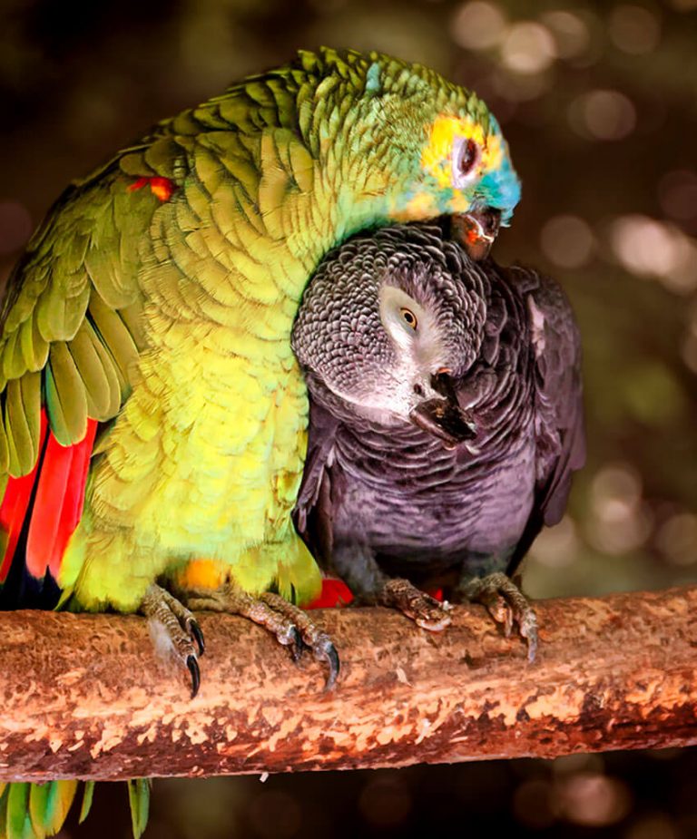 Common Parrot Illnesses: Signs and Advice