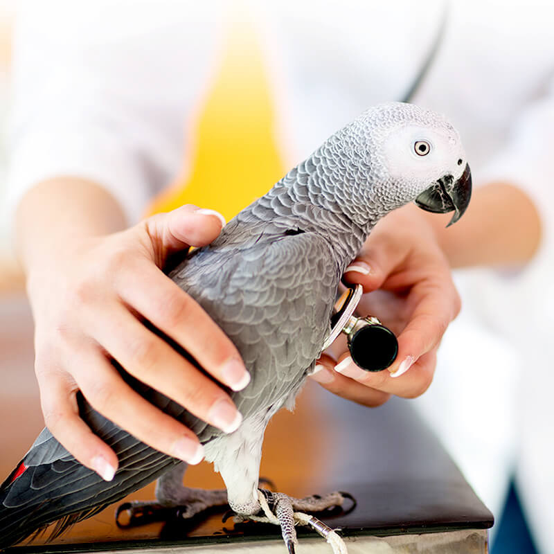 Common Parrot Illnesses: Signs and Advice
