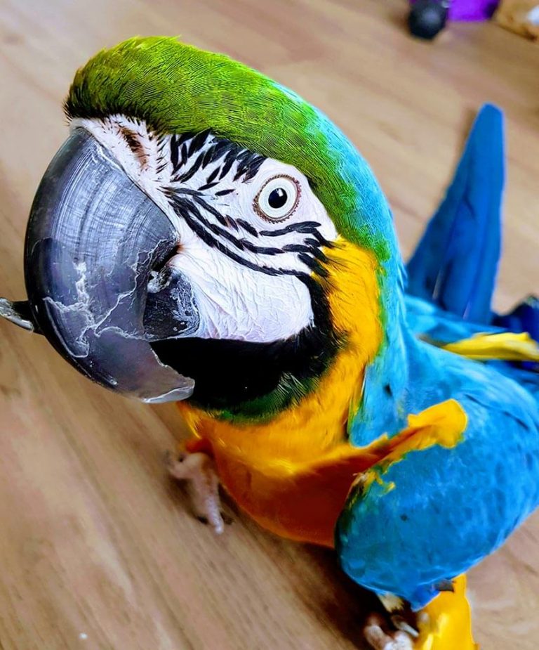 Support Parrots in Need - Donate Today