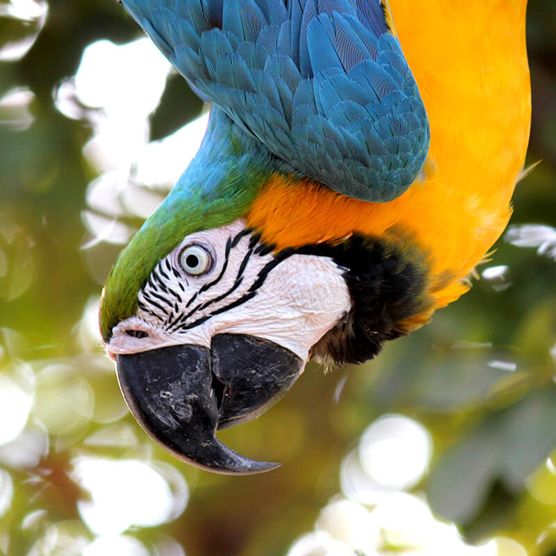 Vibrant Macaws: Colourful Parrots of the Rainforest
