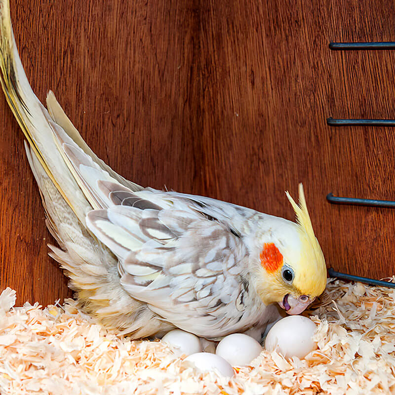 Understanding Parrot Biting: Causes & Solutions