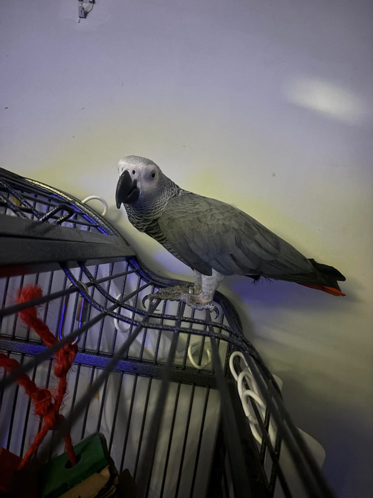 Problem Parrots: UK Parrot Rescue & Rehoming Charity