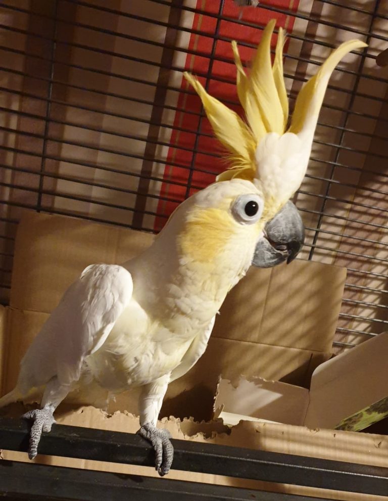 Problem Parrots: UK Parrot Rescue & Rehoming Charity