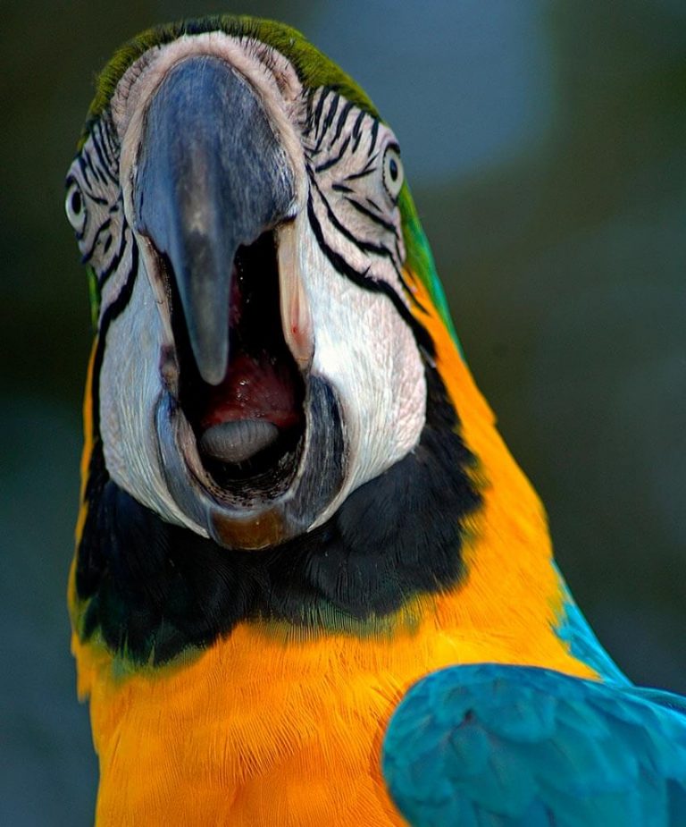 Understanding Your Parrot's Screaming Behaviour