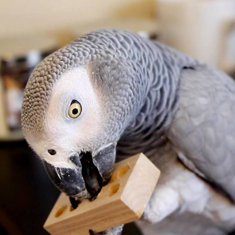 Understanding Parrot Biting: Causes & Solutions