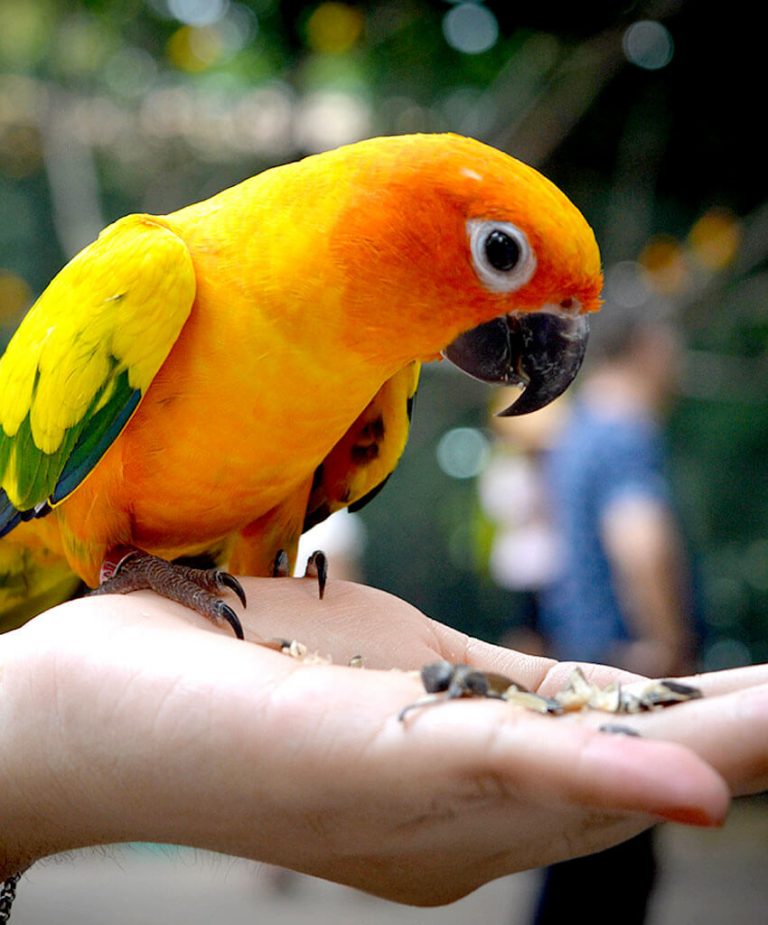 Effective Clicker Training for Your Parrot