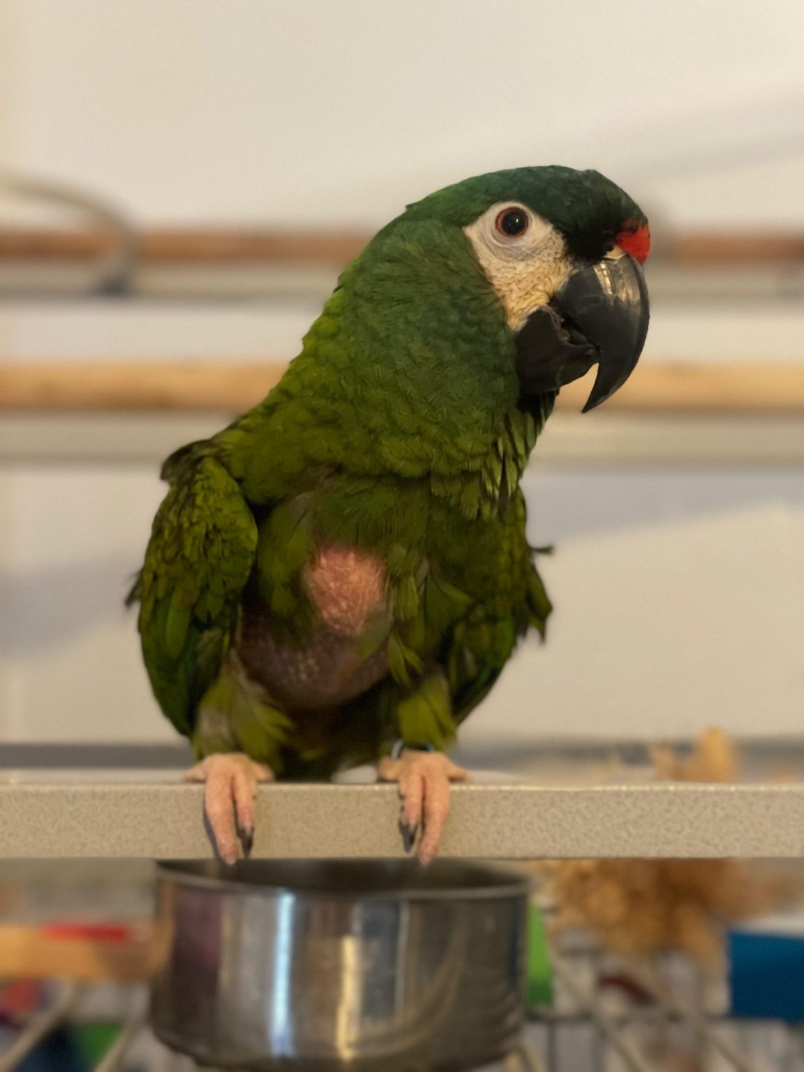 Problem Parrots: UK Parrot Rescue & Rehoming Charity