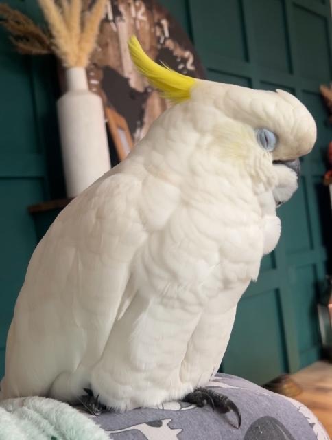 Problem Parrots: UK Parrot Rescue & Rehoming Charity