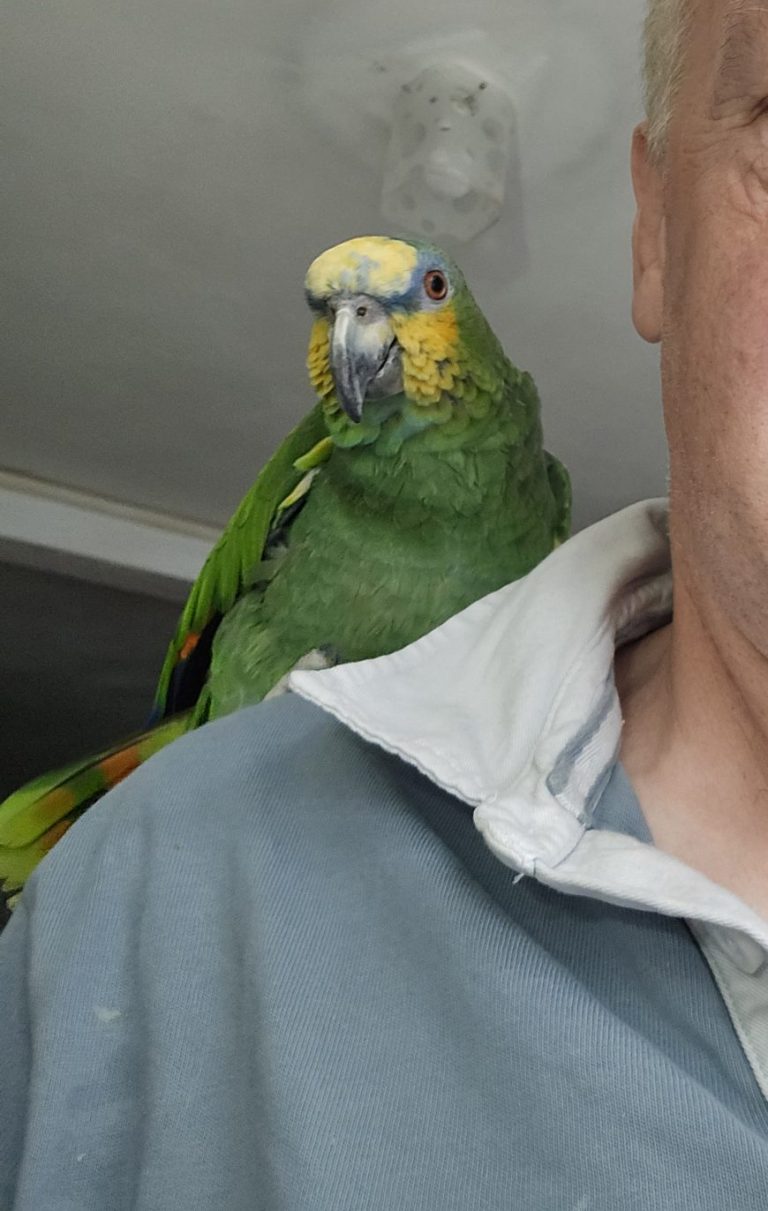 Problem Parrots: UK Parrot Rescue & Rehoming Charity